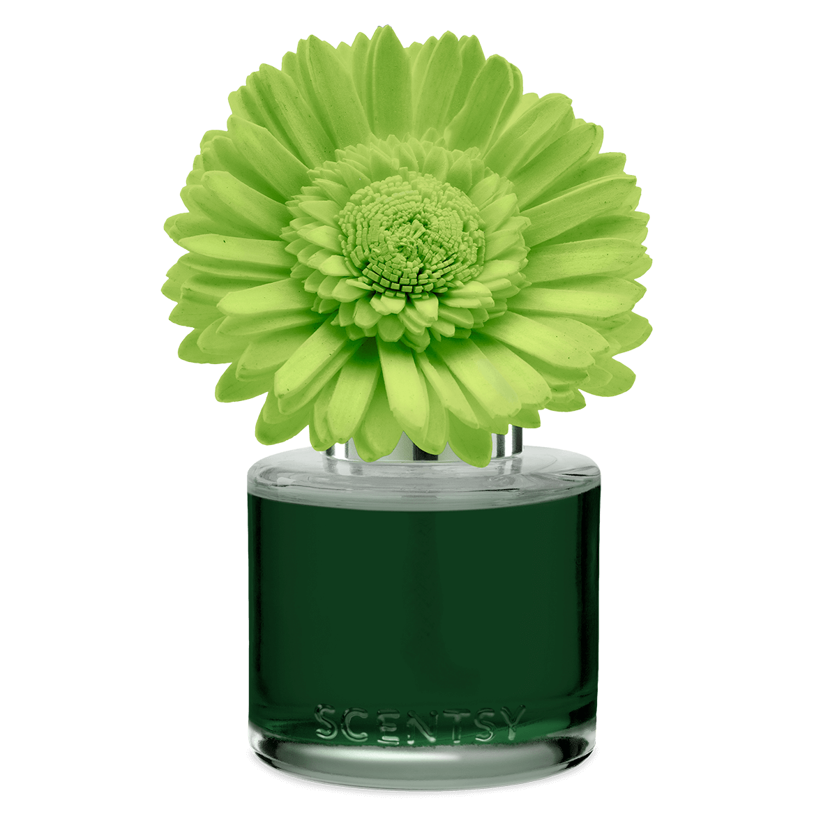 Key Lime & Grapefruit Fragrance Flower - Dainty Daisy | Scentsy Online ...